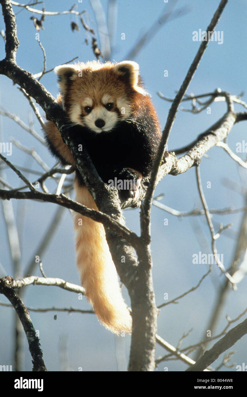 Red Lesser Panda (Ailurus fulgens) Wolong Valley Himalaya China Stock ...