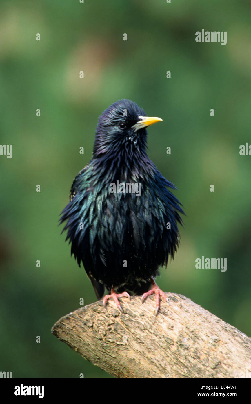 Shropshire garden bird hi-res stock photography and images - Alamy
