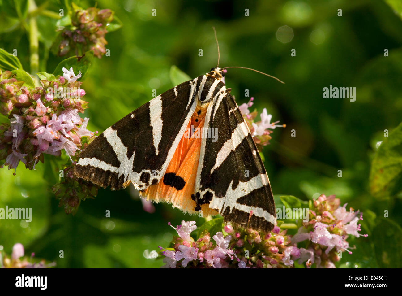 German butterflies hi-res stock photography and images - Alamy