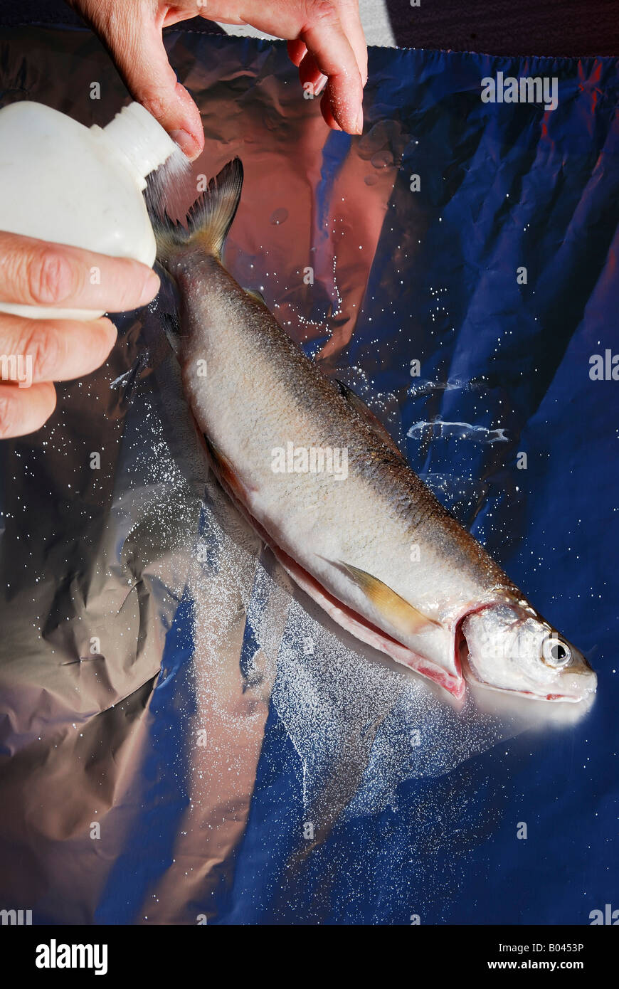 Salting of a whitefish (powan Stock Photo - Alamy
