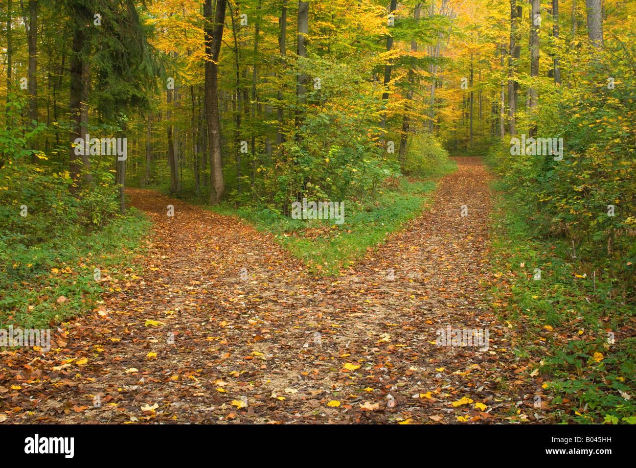at the crossroads forest road divides from one in two roads which each ...