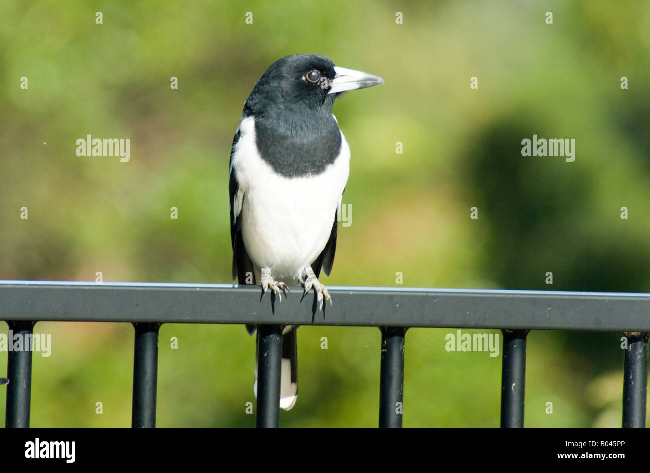 An Australian Butcher Bird Stock Photo - Alamy
