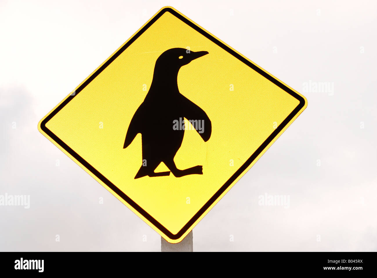 Penguin warning sign new zealand hi-res stock photography and images ...