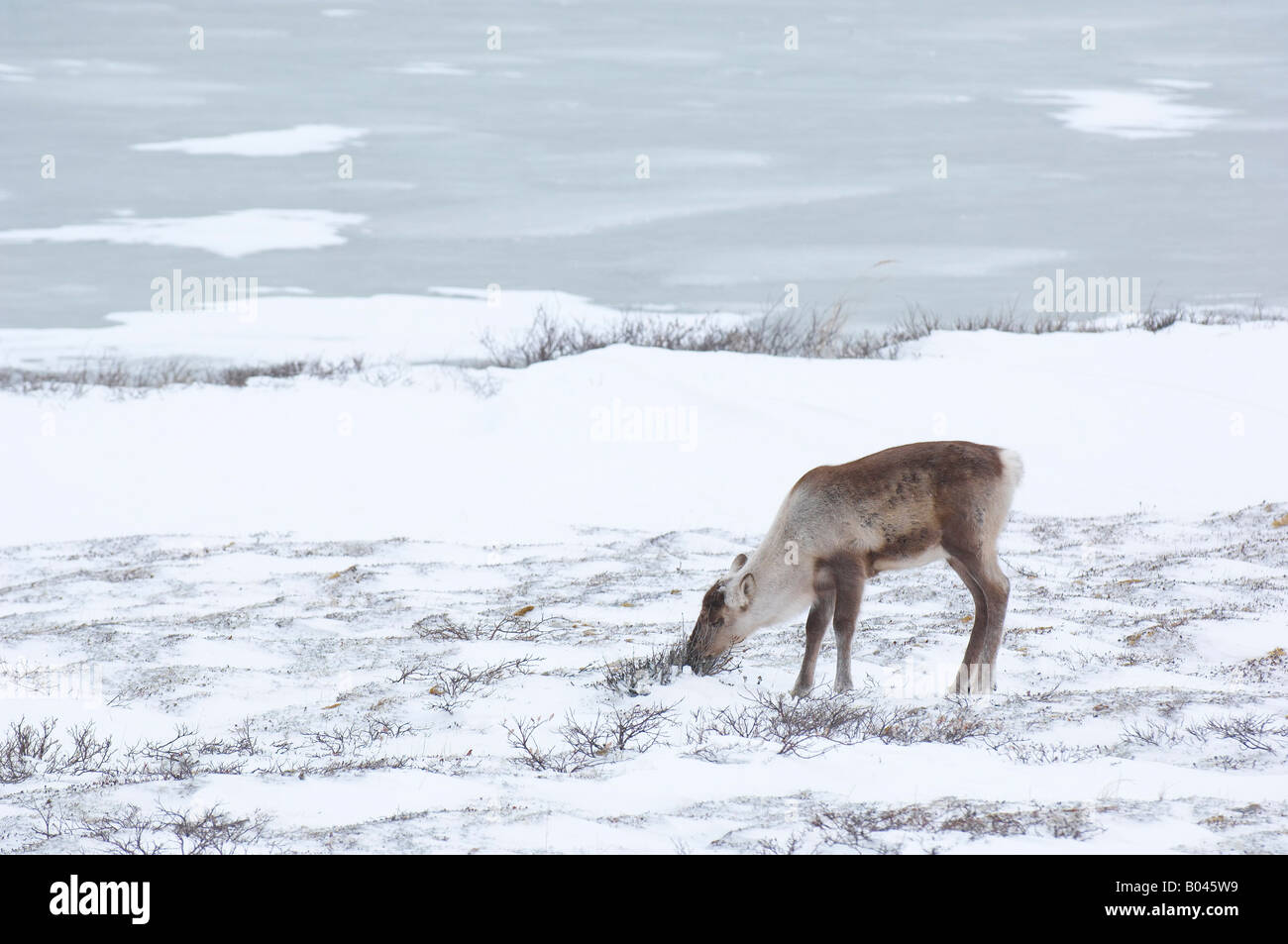 Caribout Eating Grass, Churchill, Manitoba, Canada Stock Photo - Alamy