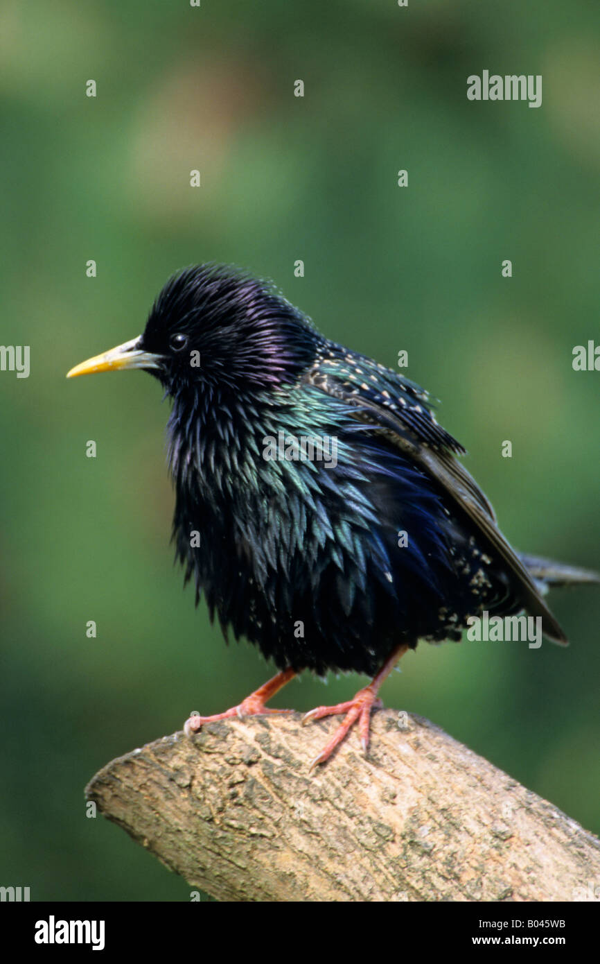 Lilleshall, shropshire hi-res stock photography and images - Alamy