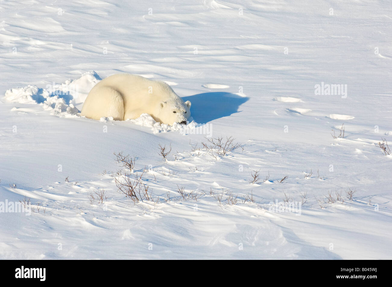 Polar Bear in Snow Stock Photo - Alamy