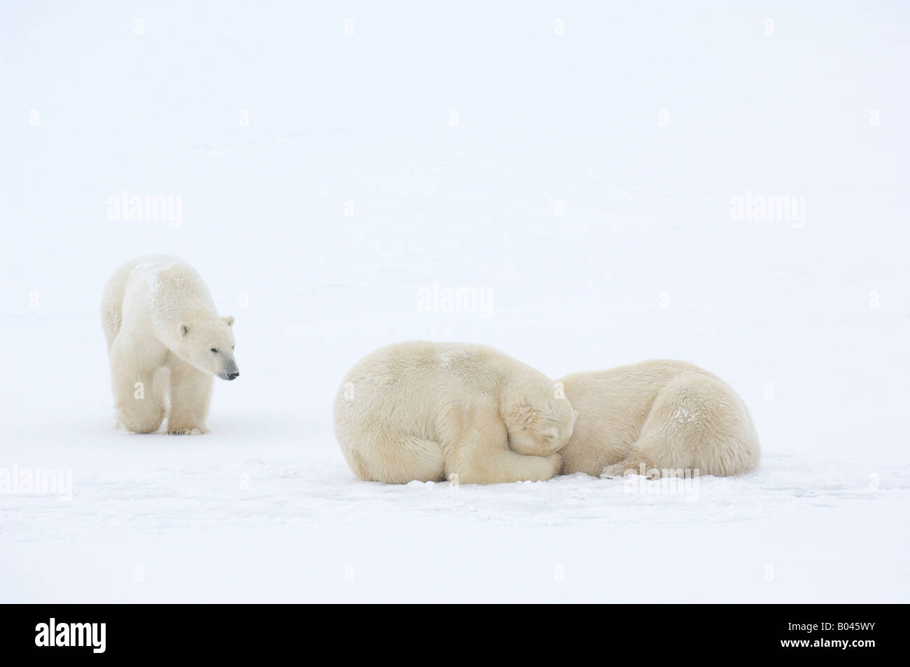 Polar Bears on Ice Stock Photo - Alamy