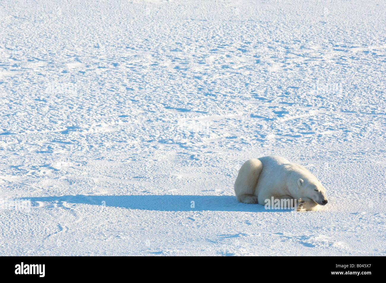Polar Bear in Snow Stock Photo - Alamy