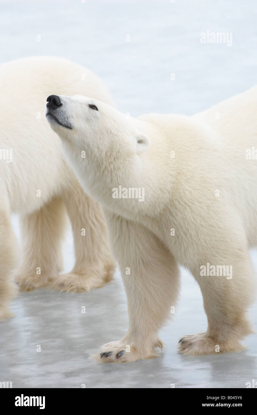 Polar Bears on Ice Stock Photo - Alamy