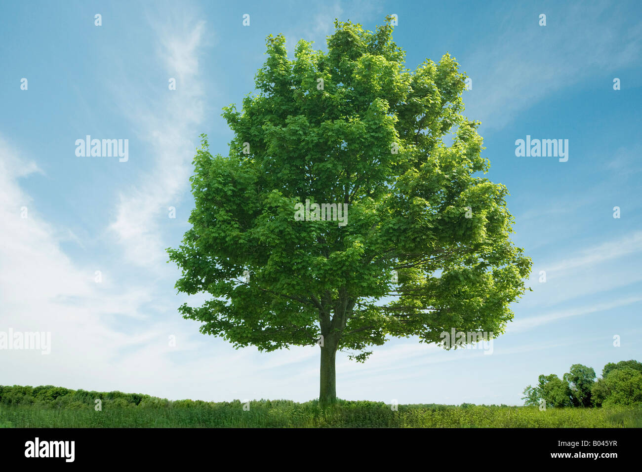 Maple tree hi-res stock photography and images - Alamy