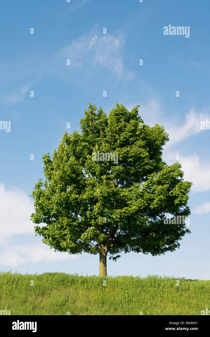 Single maple tree hi-res stock photography and images - Alamy
