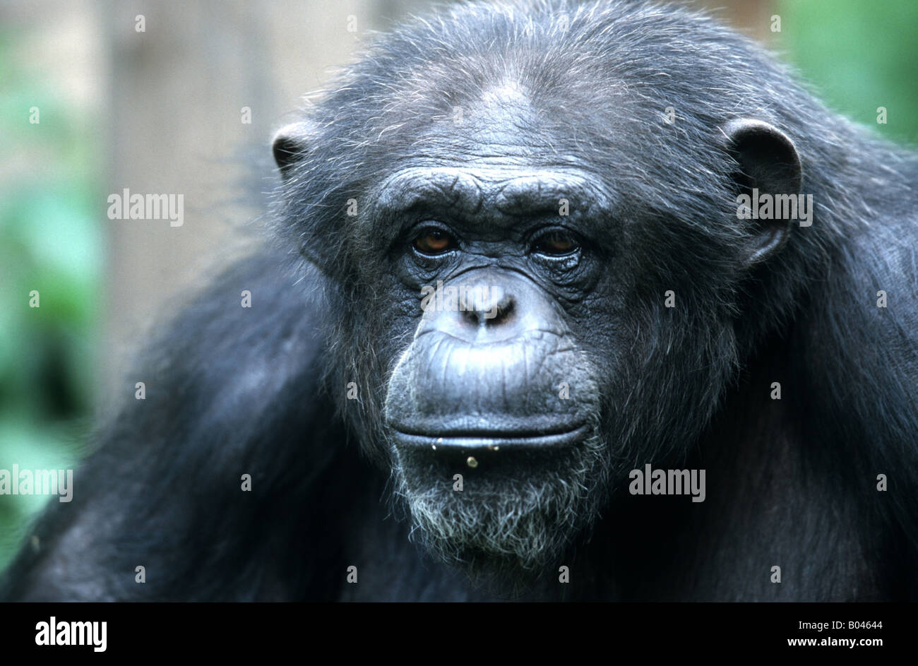 Gemeine schimpanse hi-res stock photography and images - Alamy