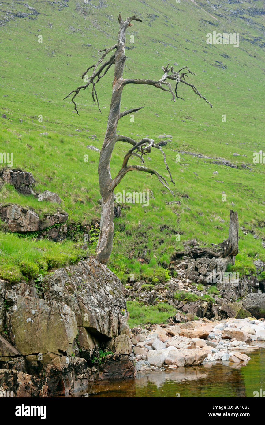 Scots Pine Pinus sylvestris skeleton of one single ancient specimen ...