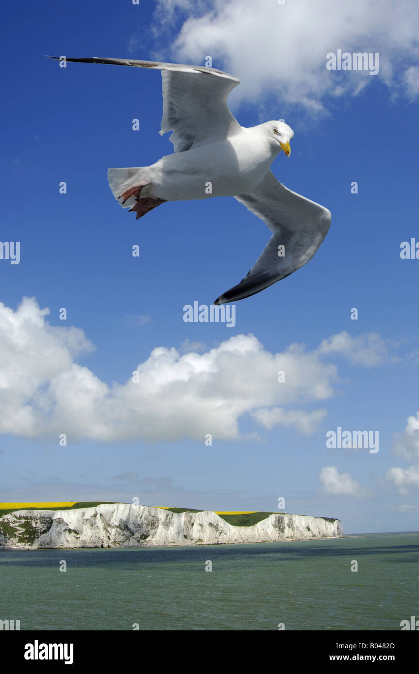 Seagull,White cliffs of Dover Stock Photo - Alamy