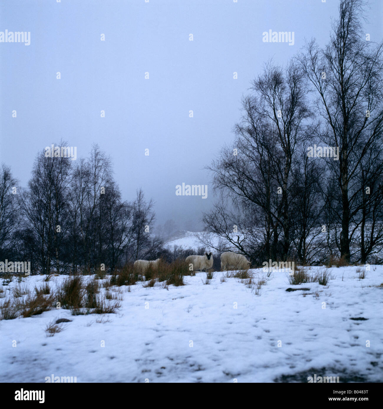 Strathconon Scotland Glen Orrin Blizzard In Winter Sheep Stock Photo ...
