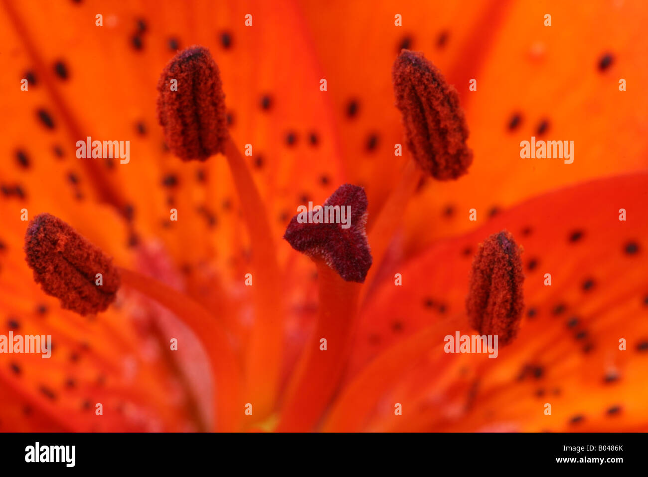 Lilium macro hi-res stock photography and images - Alamy