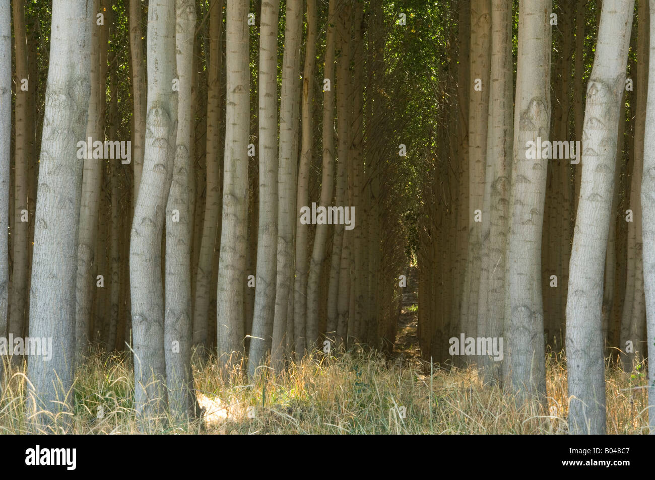 Cultivated poplar trees grown as a crop for pulp Stock Photo - Alamy