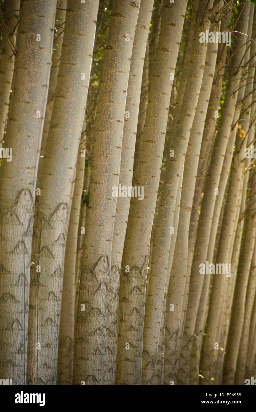 Cultivated poplar trees grown as a crop for pulp Stock Photo - Alamy