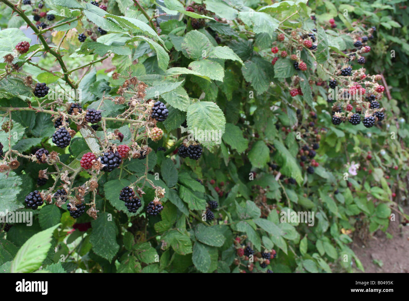 Organically grown blackberries ripening on hedge Stock Photo - Alamy