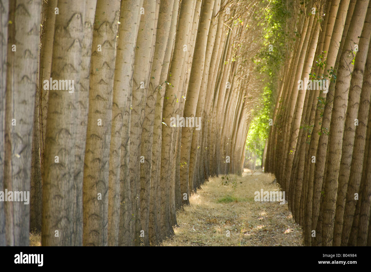 Pulp wood hi-res stock photography and images - Alamy