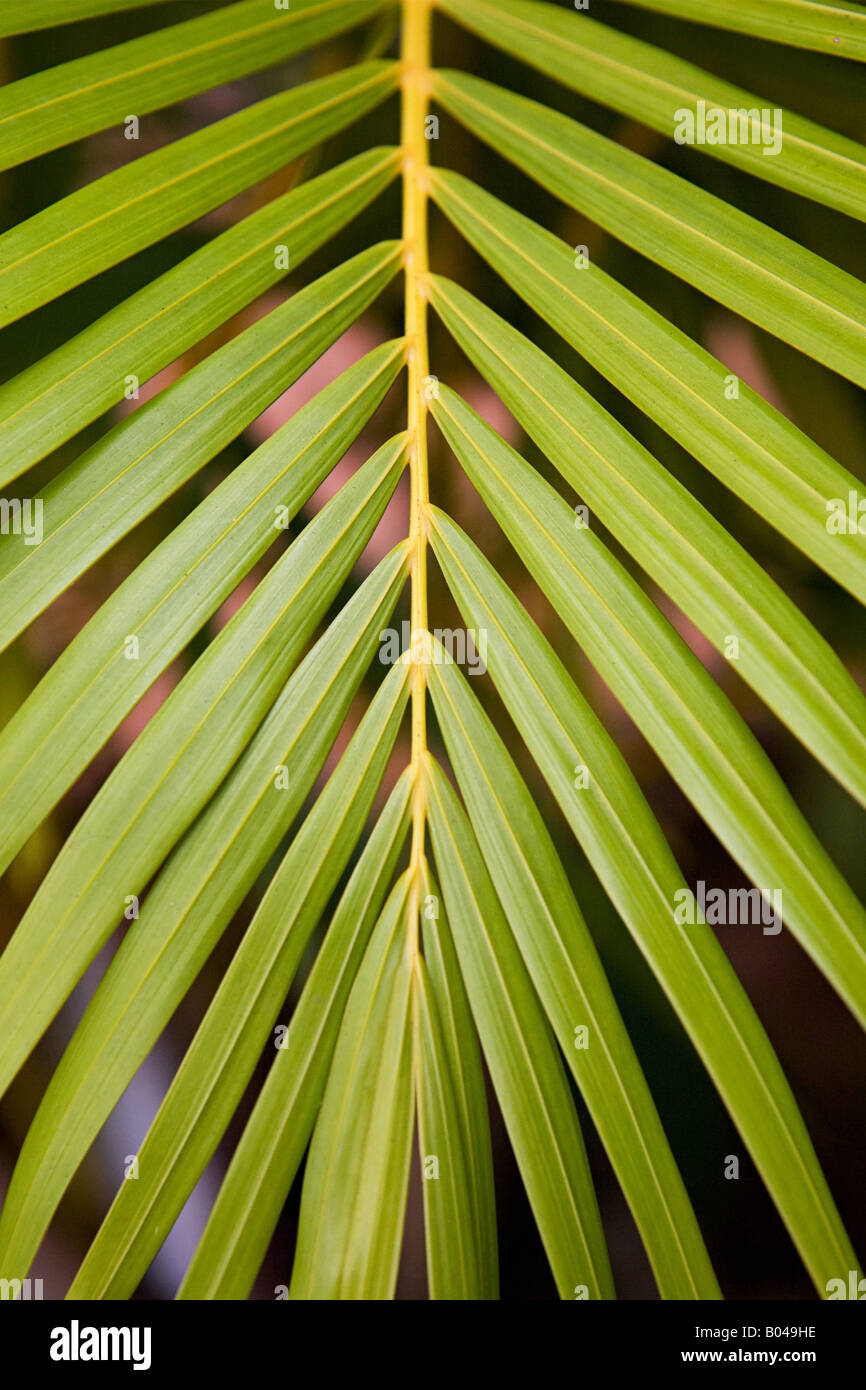 Color palm leaf hi-res stock photography and images - Alamy
