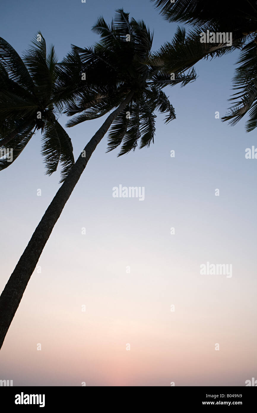 Indian subcontinent trees hi-res stock photography and images - Alamy