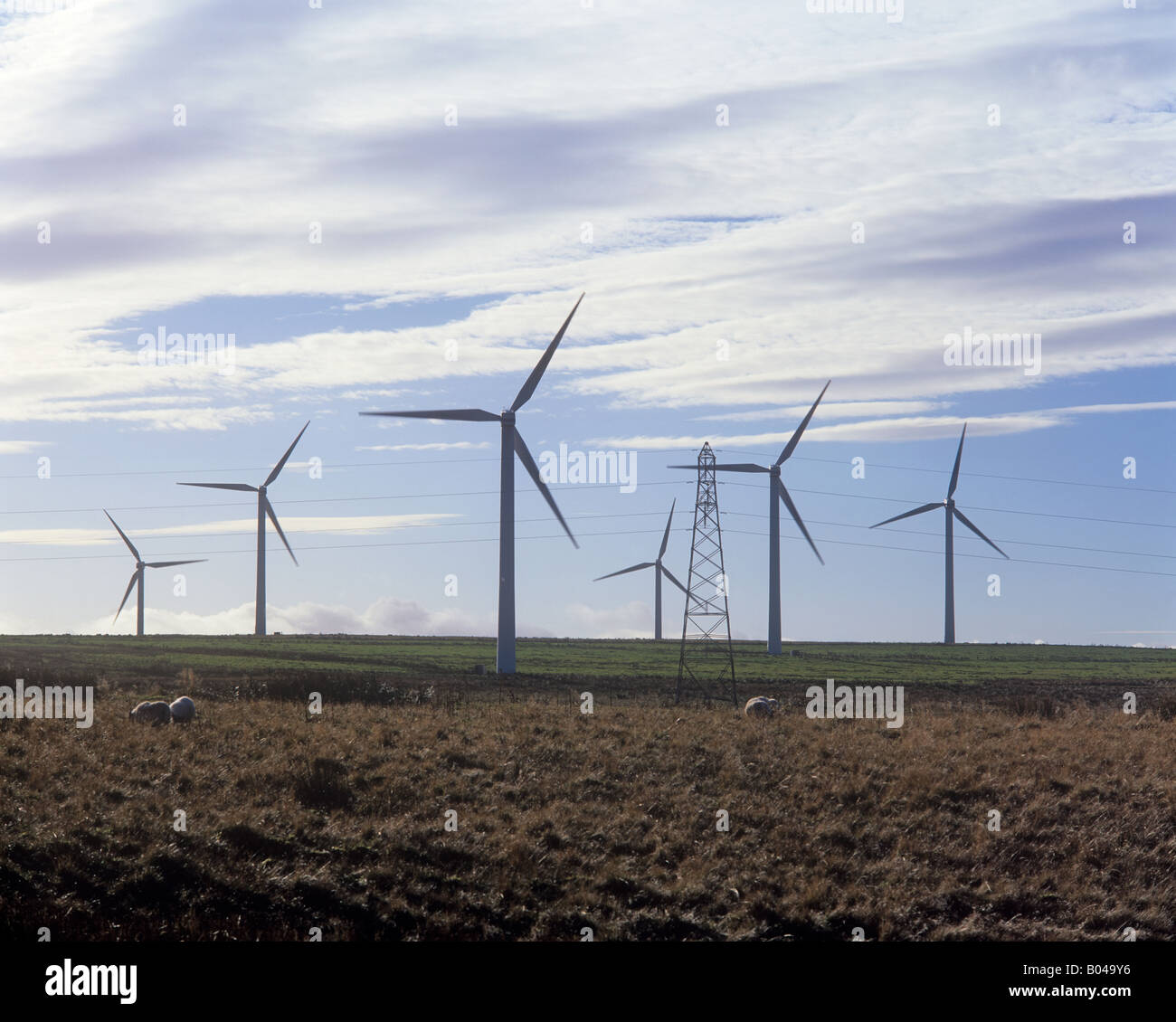 Scottish wind farm sheep hi-res stock photography and images - Alamy