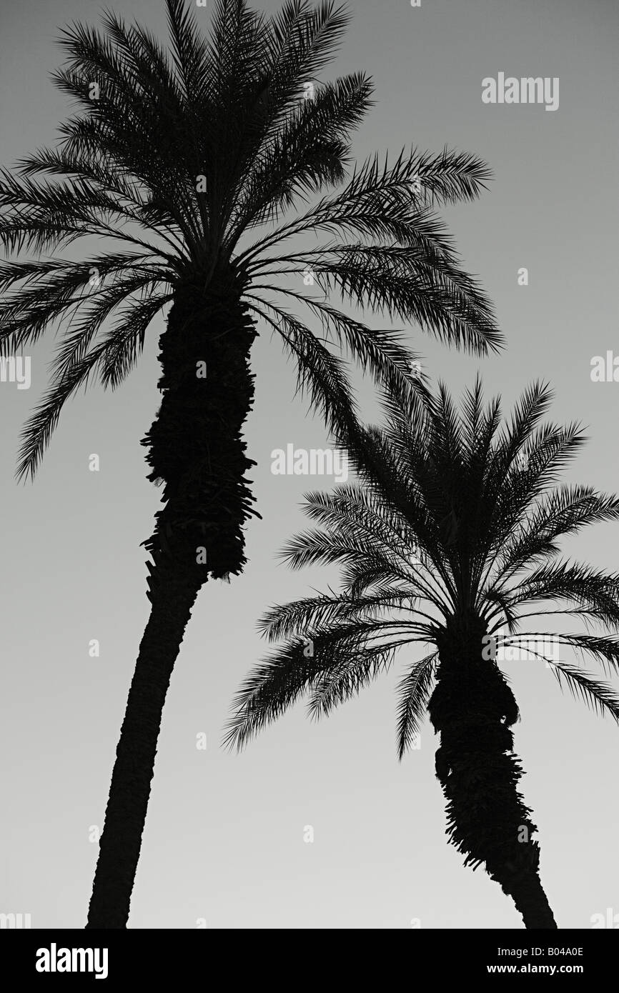 Palm tr hi-res stock photography and images - Alamy