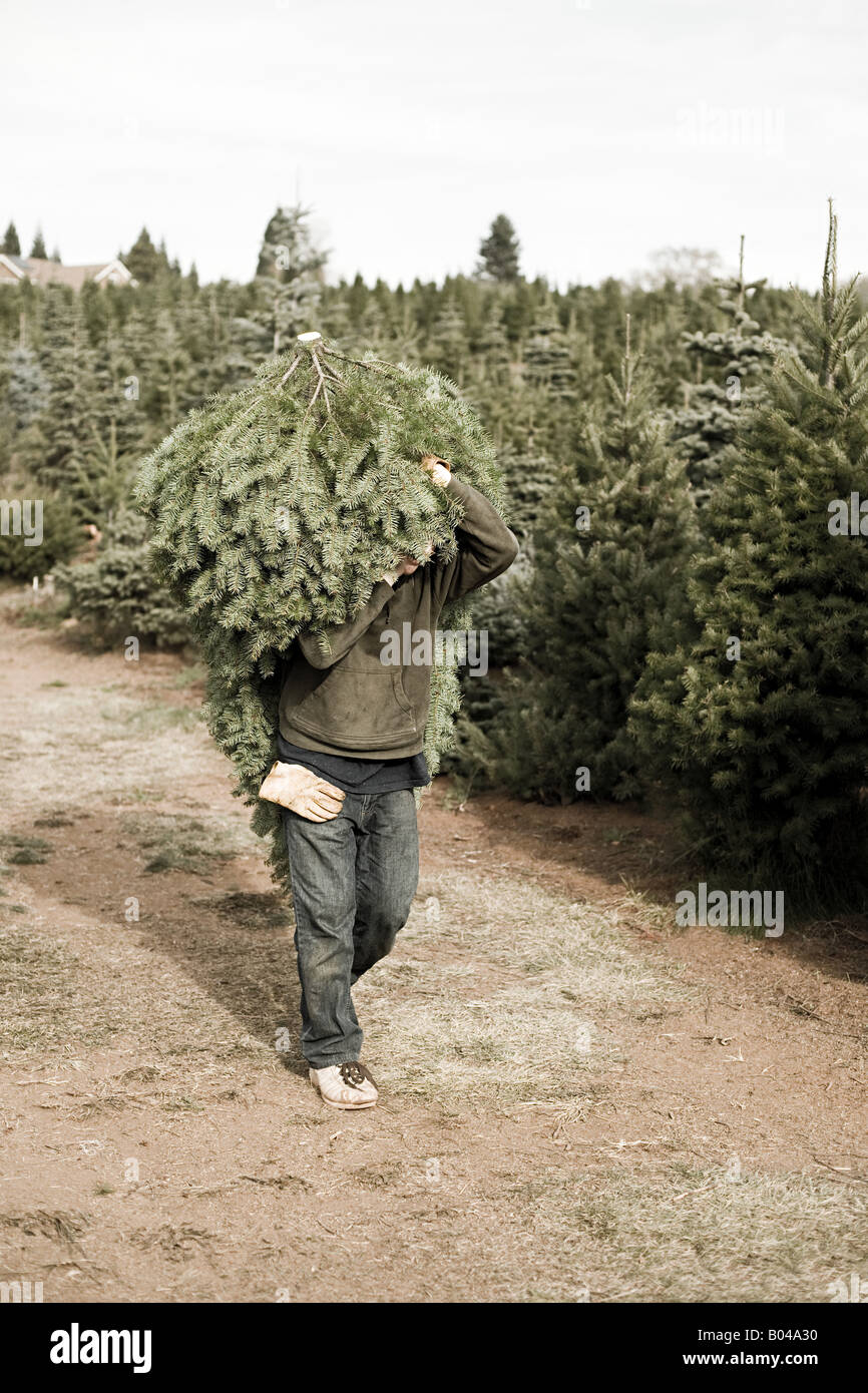 Person carrying christmas tree Stock Photo - Alamy