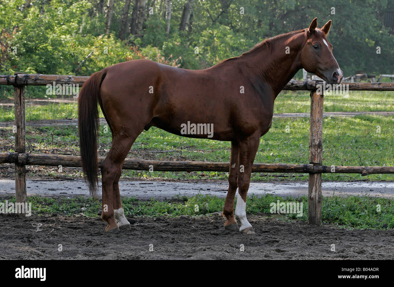 Portrait of the horse in paddock Stock Photo - Alamy