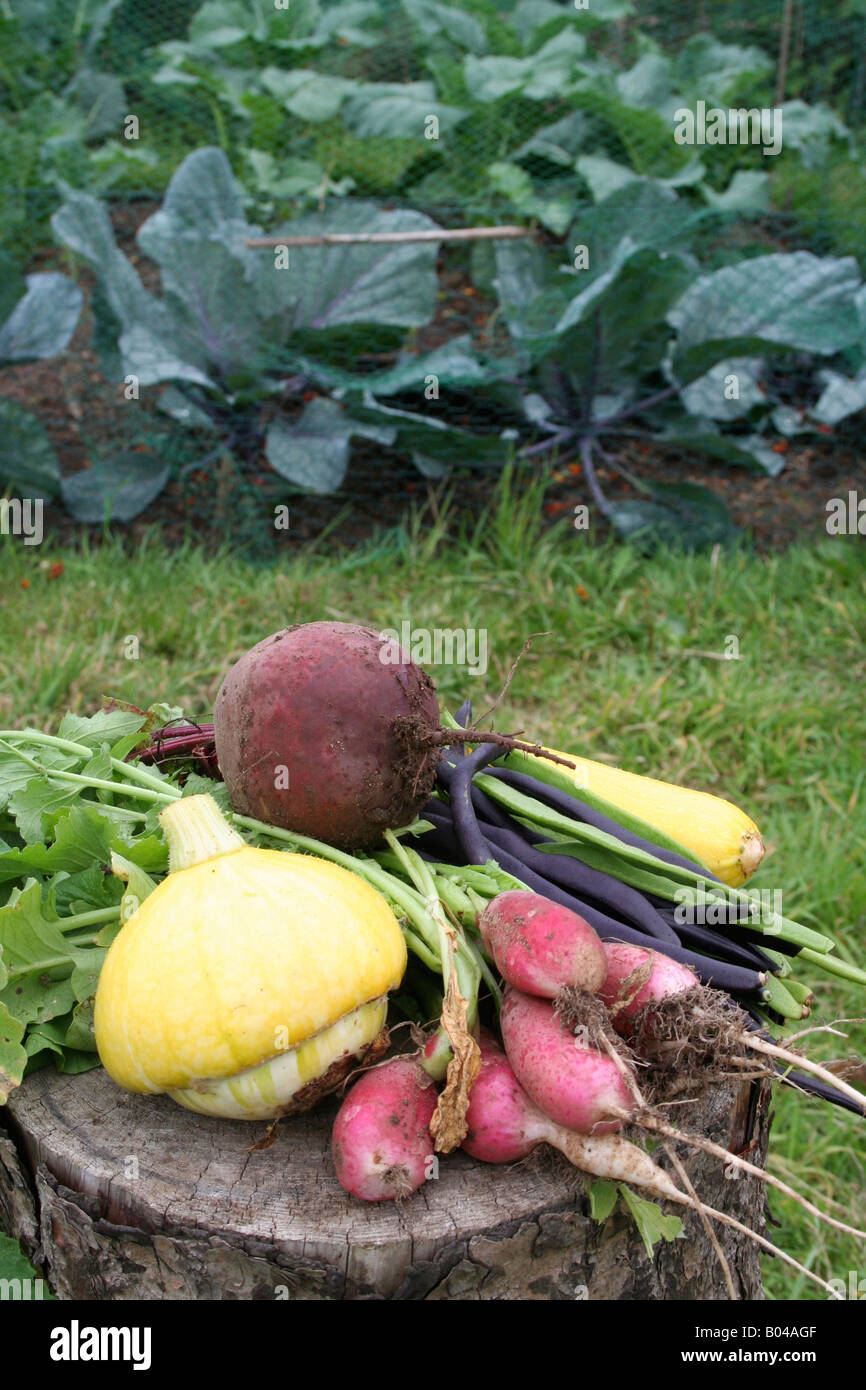 Freshly picked organically grown vegetables Stock Photo - Alamy Freshly picked organically grown vegetables Stock Photo - Alamy