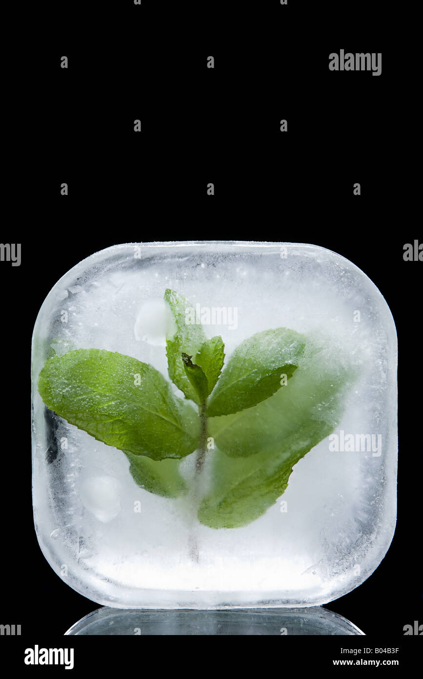 To mint hi-res stock photography and images - Alamy