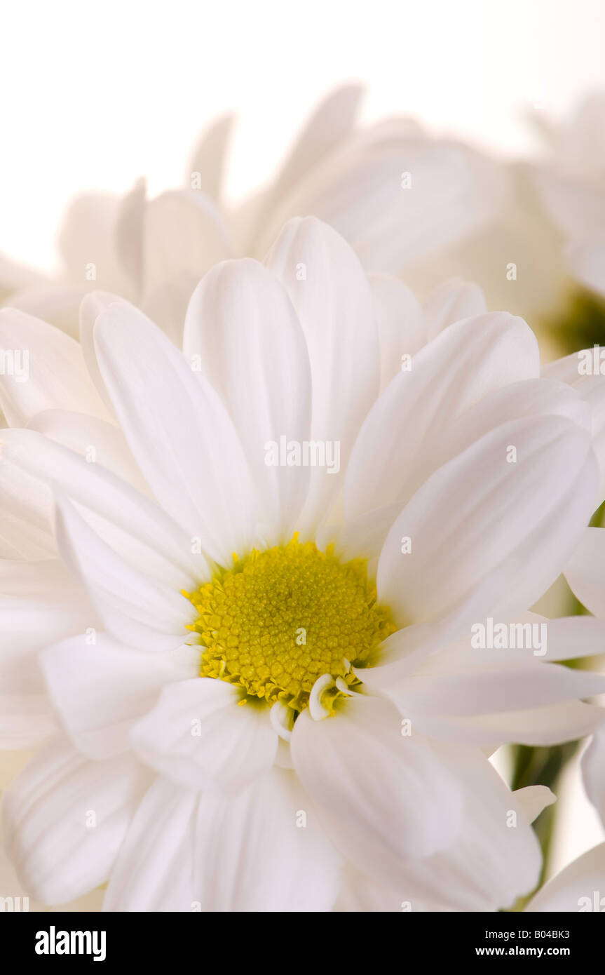 white aster flower heads on white background Stock Photo - Alamy
