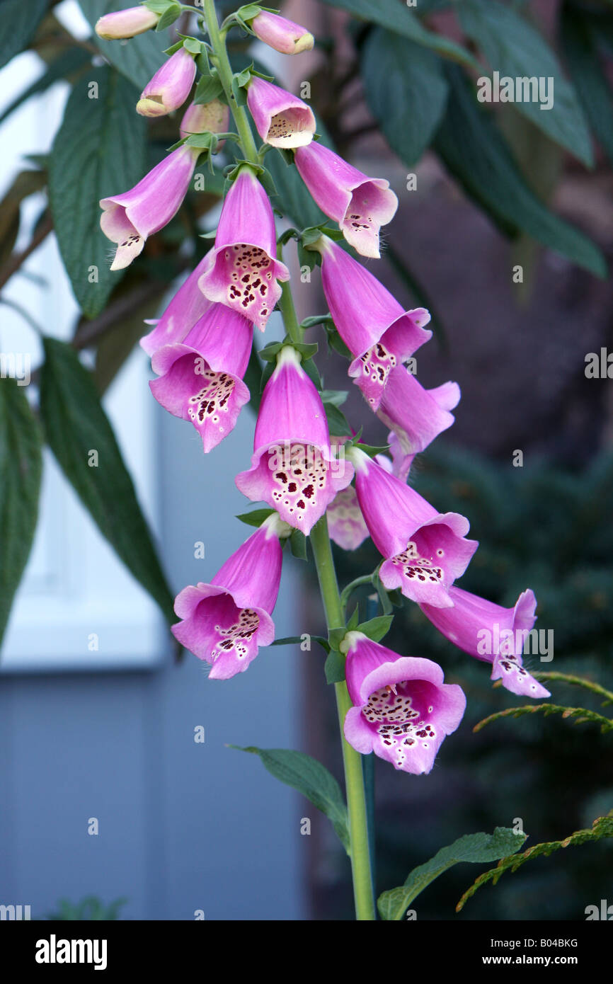 Digitalis purpurea plant hi-res stock photography and images - Alamy
