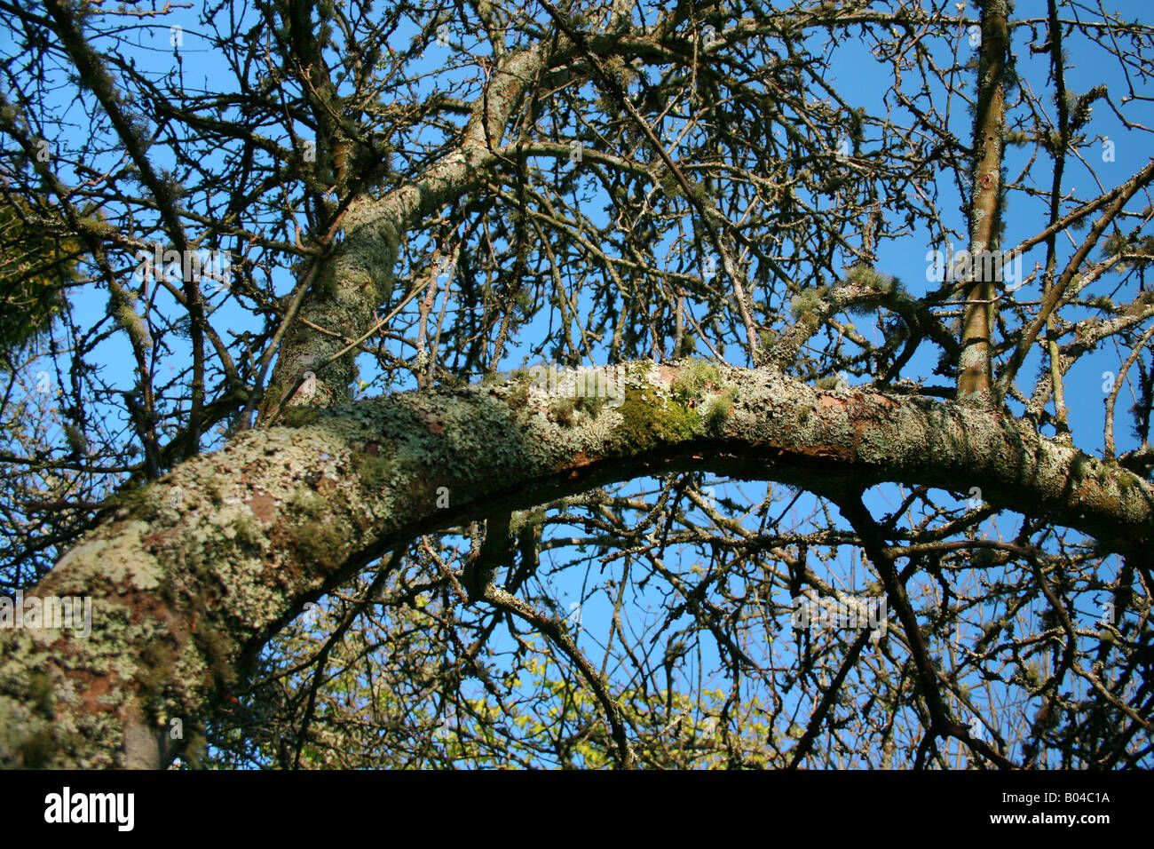 Looking up at a tree Stock Photo - Alamy