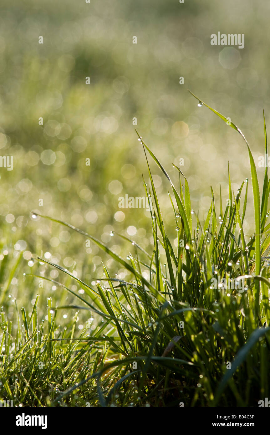 Dew covered grass lawn Stock Photo - Alamy