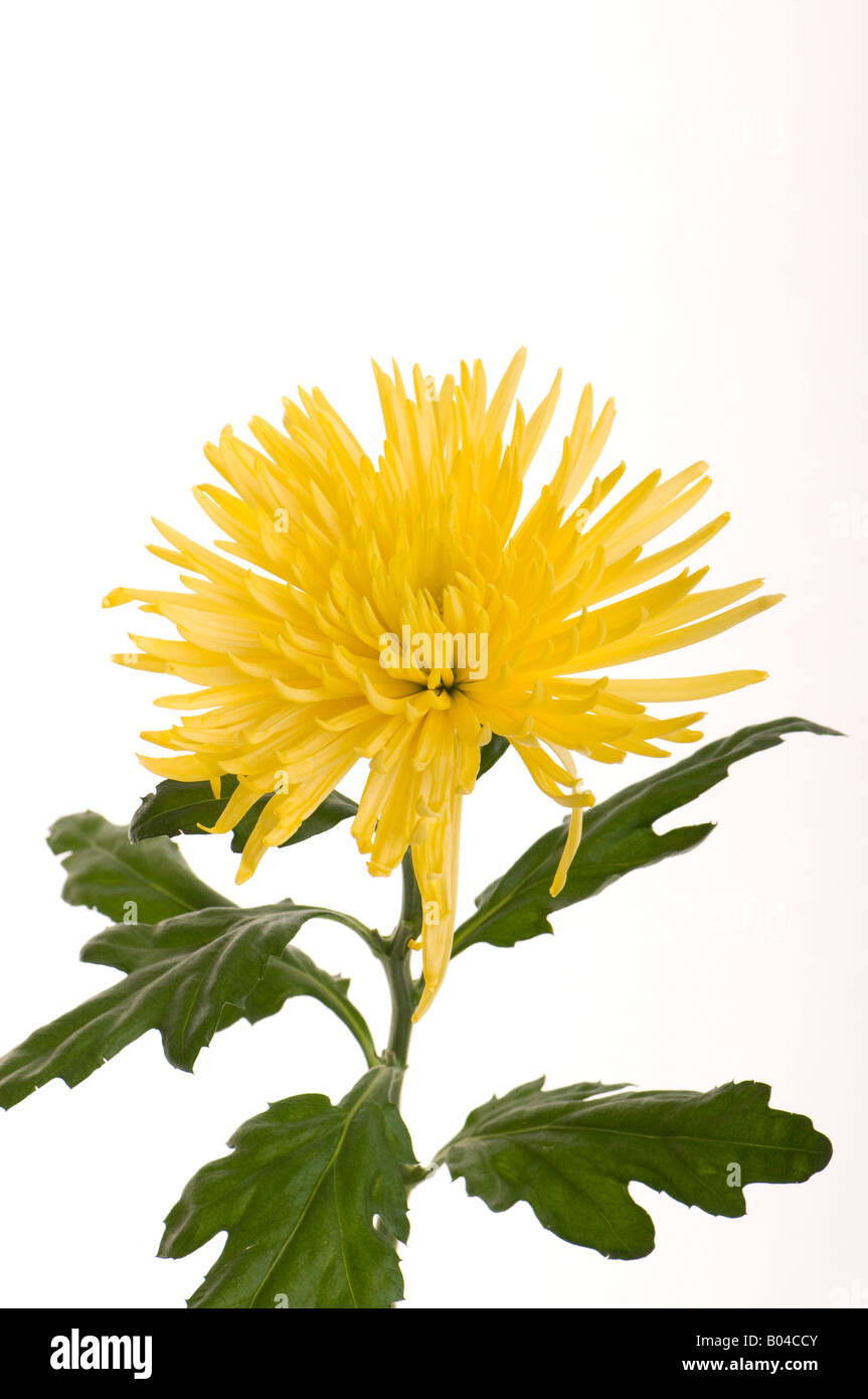 Chrysanthemum chrysanthemum x morifolium hi-res stock photography and ...