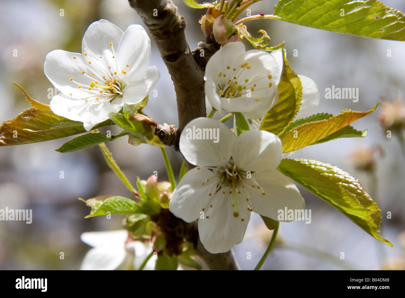 Cherry blossom in spring Stock Photo - Alamy