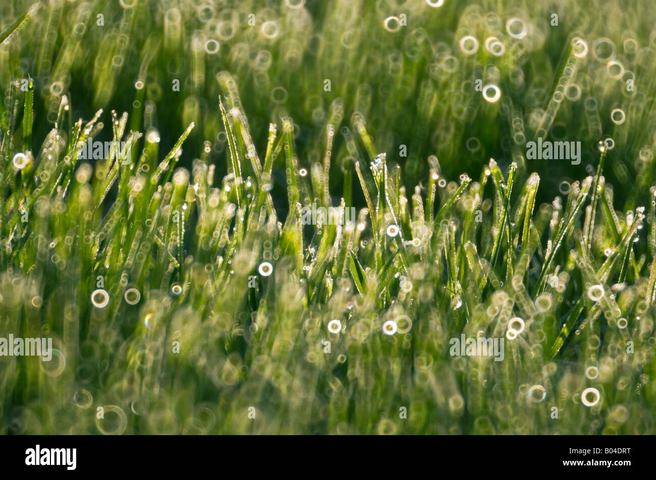 Dew covered grass lawn Stock Photo - Alamy
