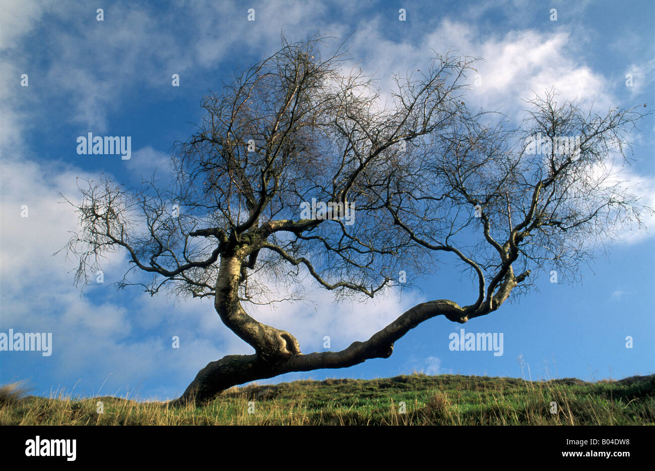 Twisted silver birch tree hi-res stock photography and images - Alamy