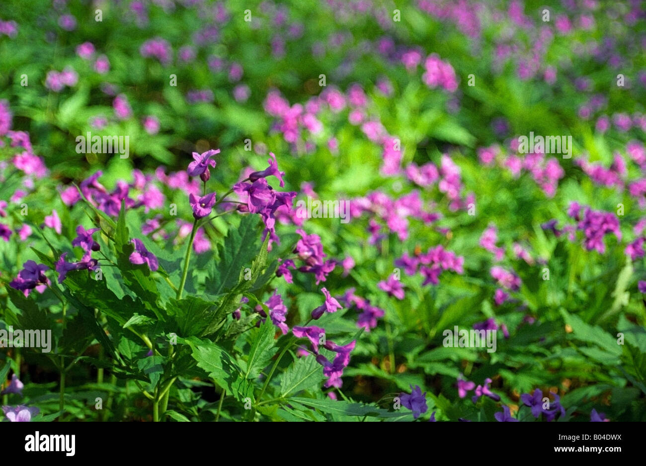 Toothwort ( Dentaria glandulosa Stock Photo - Alamy