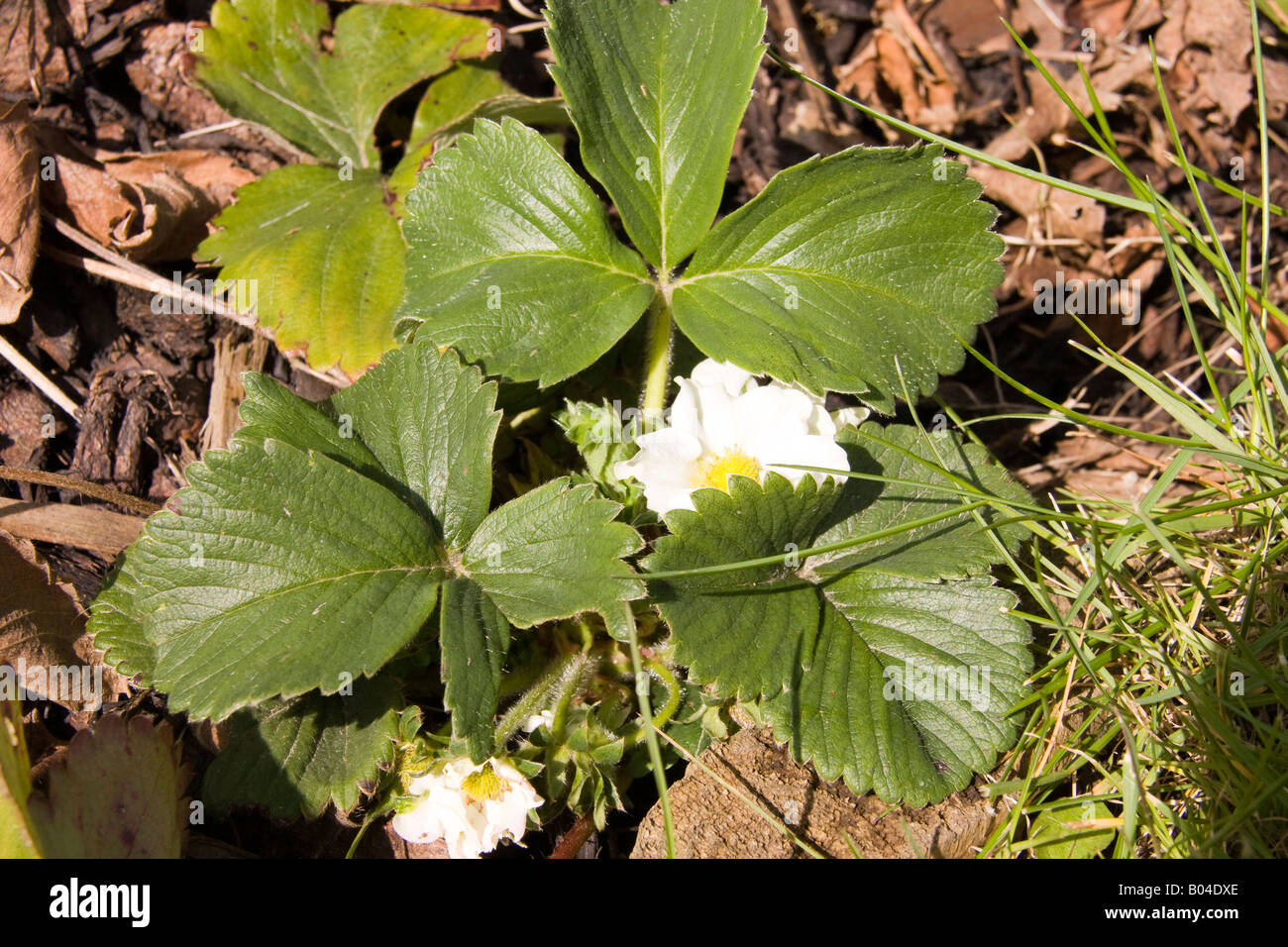 Strawberry Plant in spring Stock Photo - Alamy