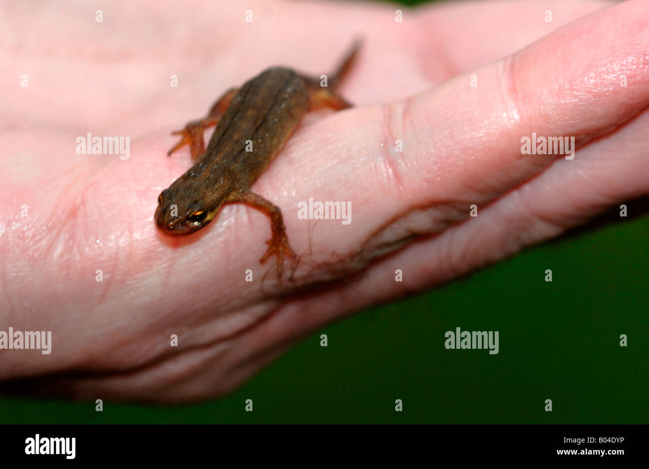 A Smooth Newt On A Mans Hand Stock Photo - Alamy