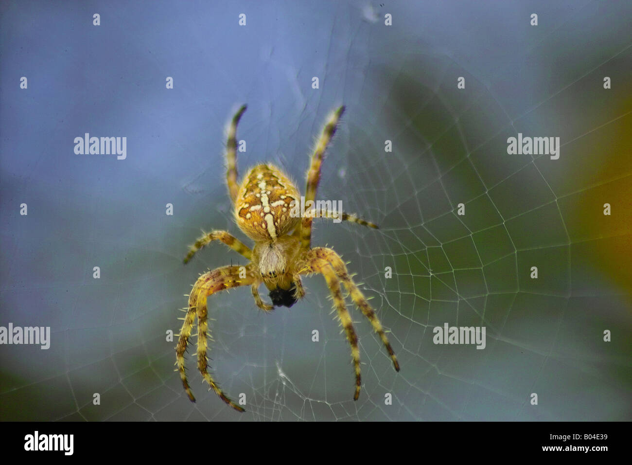 garden spider in cobweb Stock Photo - Alamy