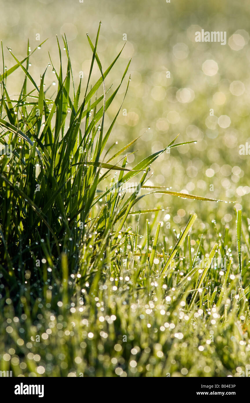 Dew covered grass lawn Stock Photo - Alamy