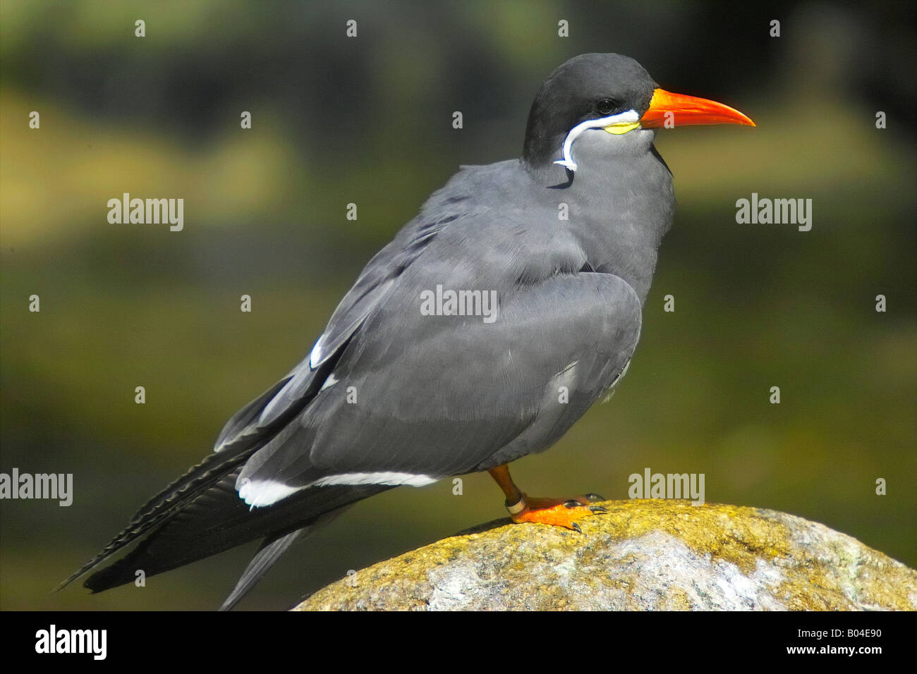 Inca tern / Larosterna inca Stock Photo - Alamy
