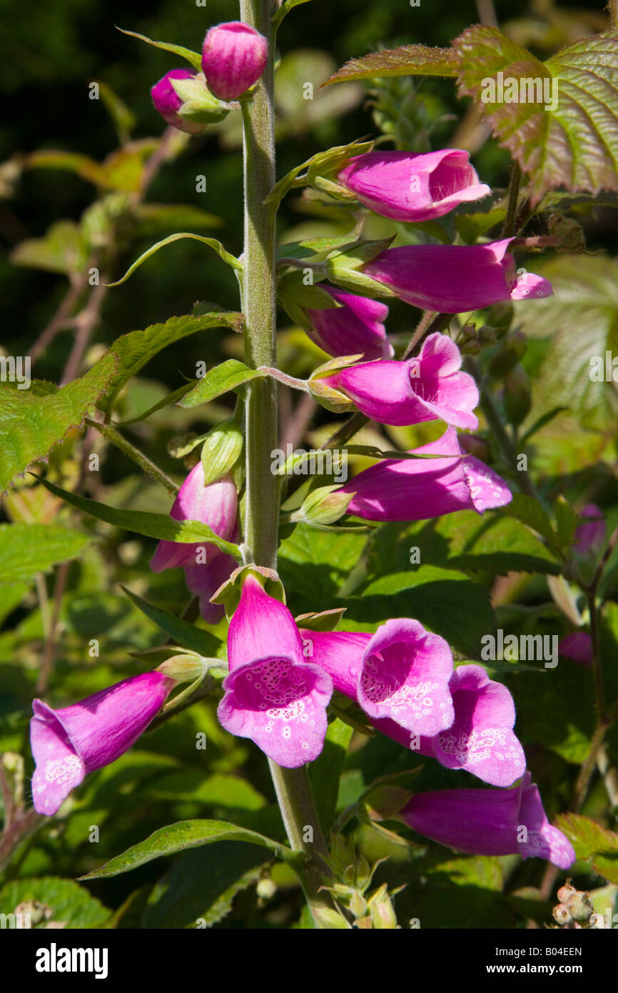 A Foxglove in Etherow Country Park at Compstall near Stockport Stock ...