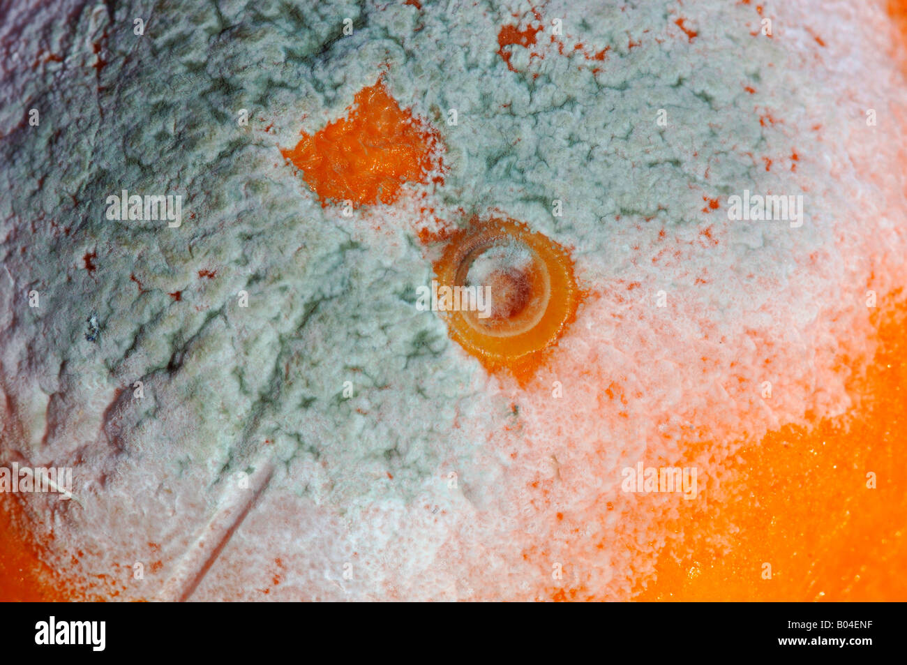 Orange peel fungi hi-res stock photography and images - Alamy