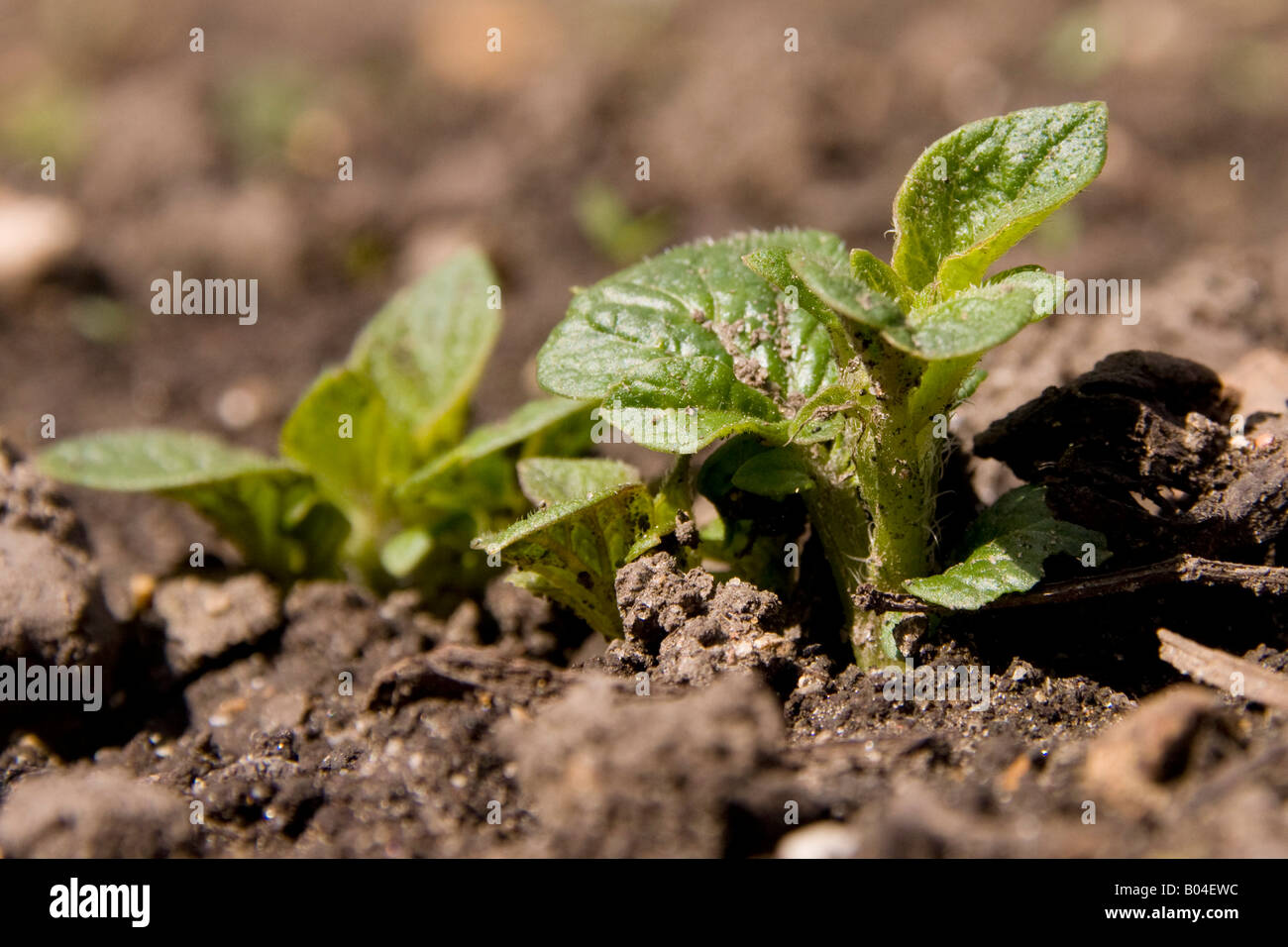 New Potatoes growing in spring Stock Photo - Alamy