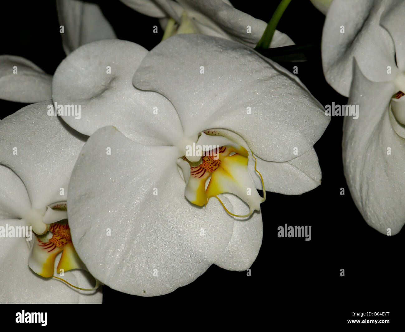 White Flowers With Yellow Center High Resolution Stock Photography and ...